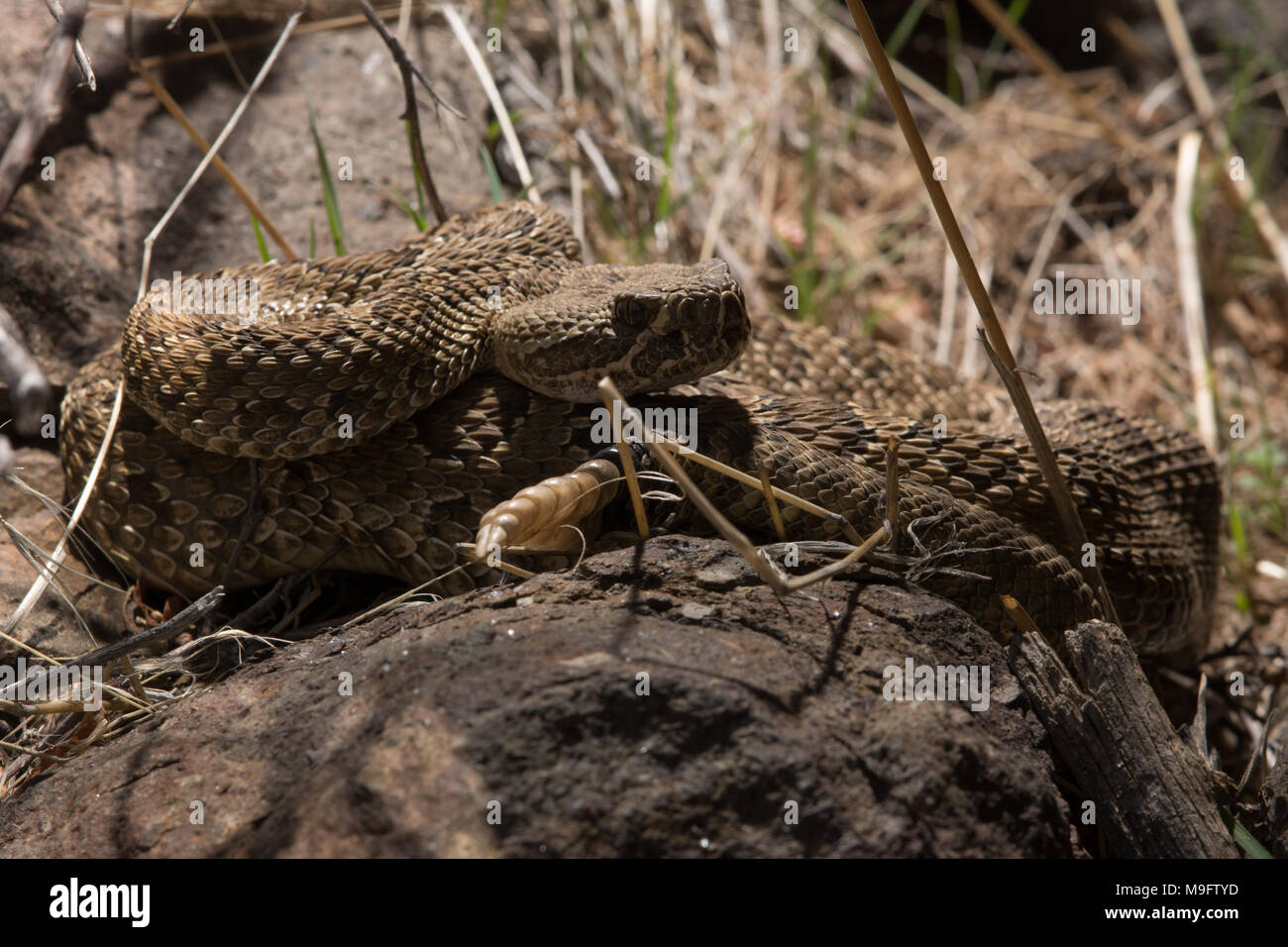 Prairie Rattlesnake (Crotalus viridis) from Jefferson County, Colorado ...