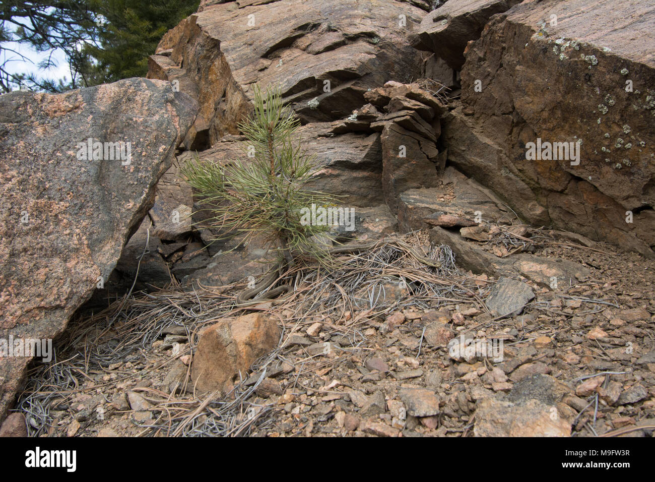 Hibernaculum garter snake hi-res stock photography and images - Alamy