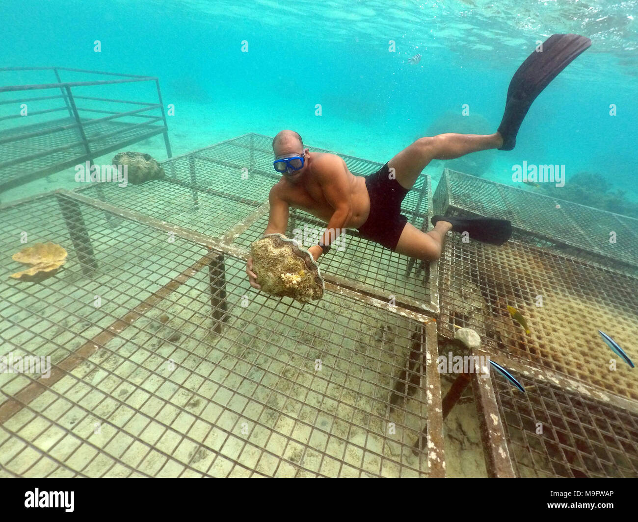 Giant Clam Diver Stock Photos & Giant Clam Diver Stock Images - Alamy