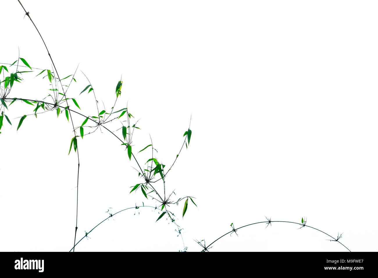 Mora tree hi-res stock photography and images - Alamy