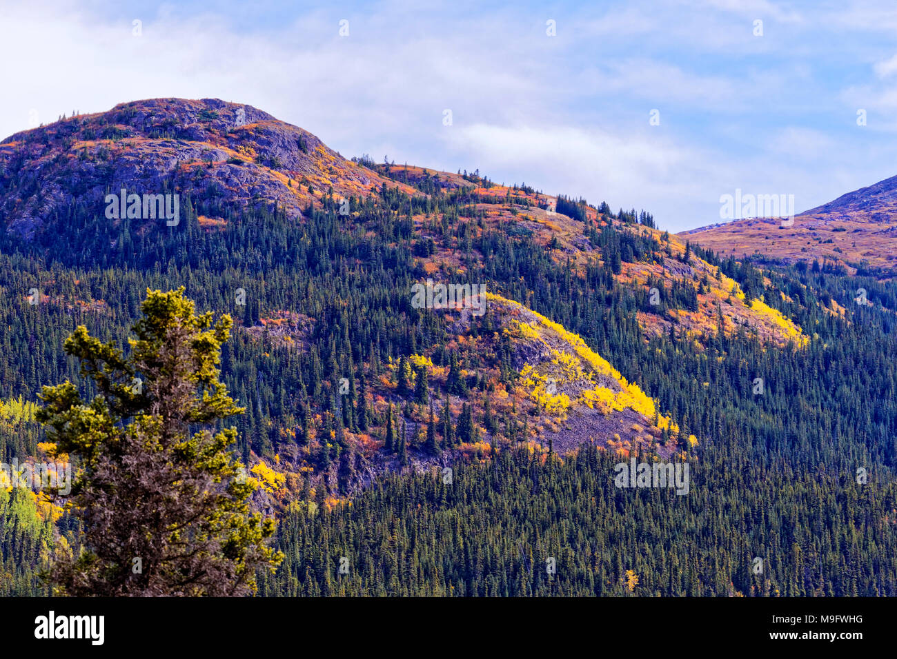 42,625.05151 yellow and green fall colors, conifer and deciduous tree ...
