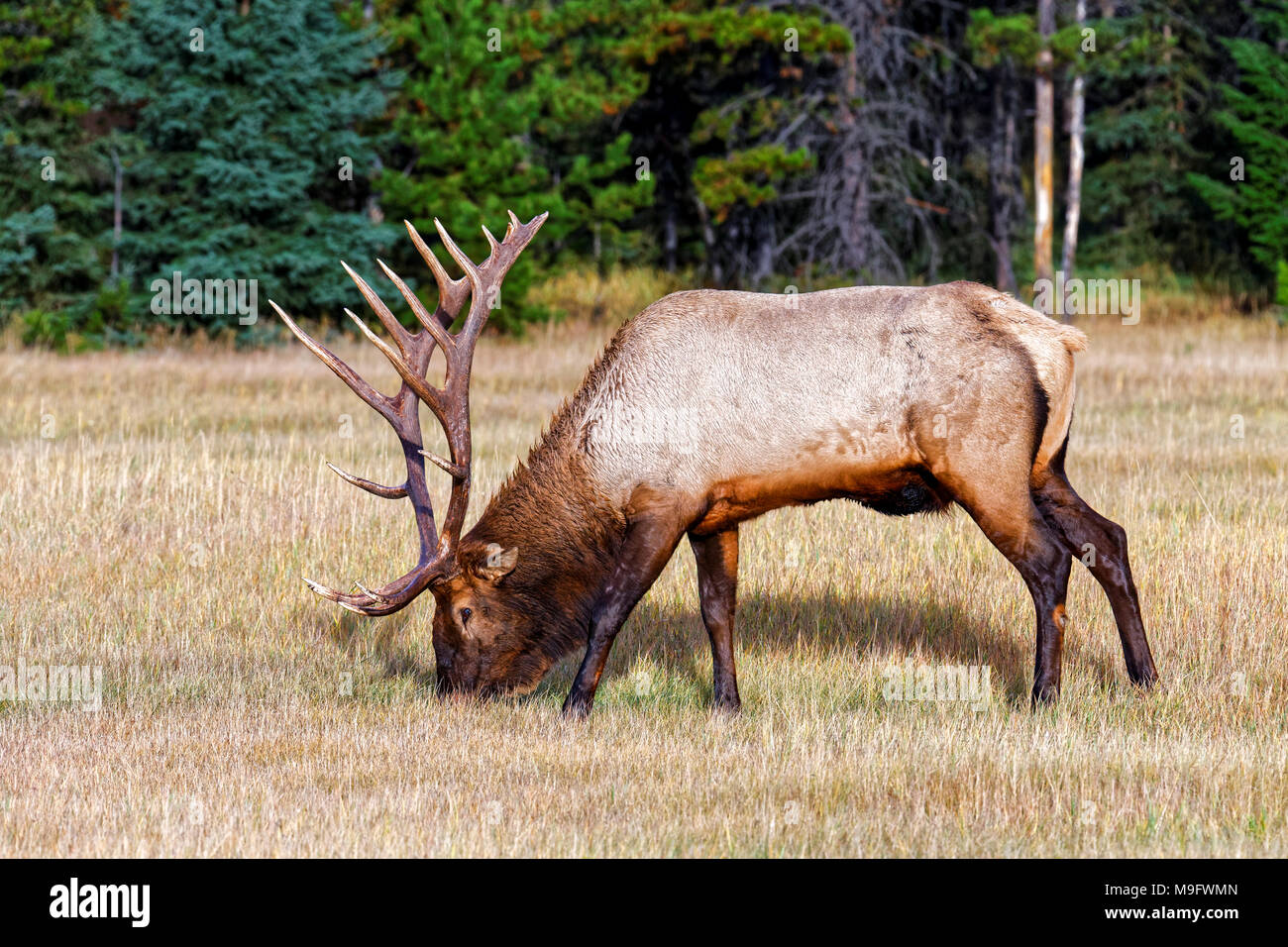 42,640.06071 majestic bull Elk with thick & heavy antlers (9 points ...
