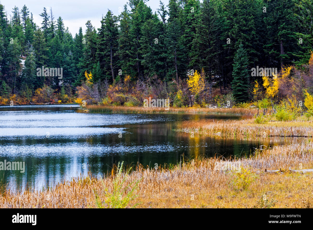42,653.07344 Lily Lake, small pond marsh conifer forest trees, fall ...