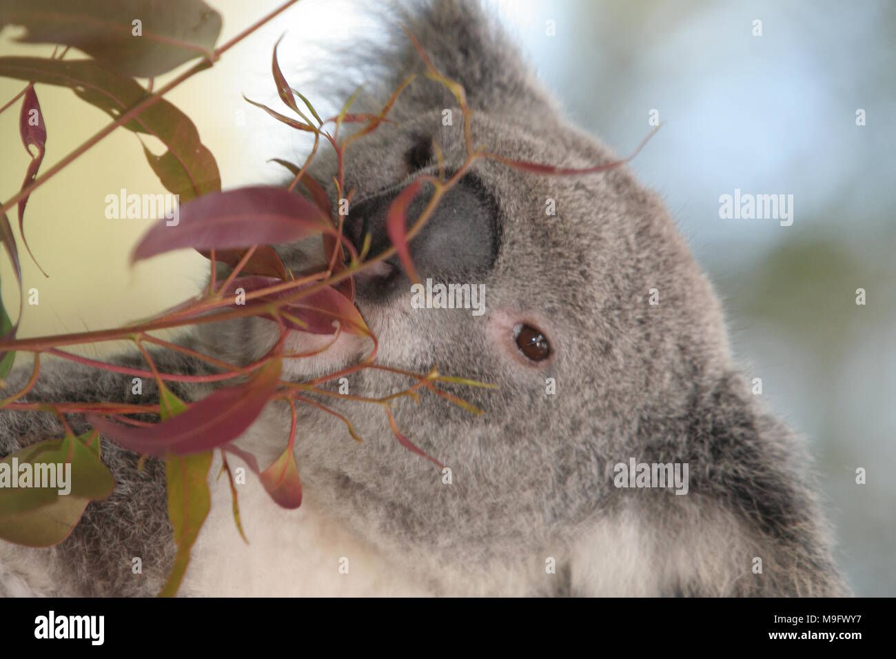Koala vertical hi-res stock photography and images - Alamy