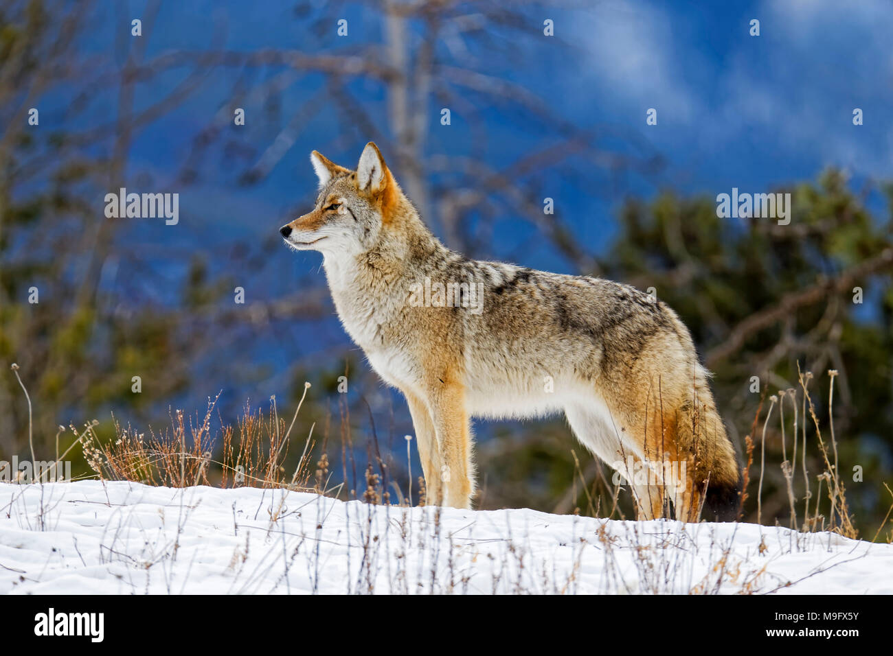 Coyote standing broadside hi-res stock photography and images - Alamy