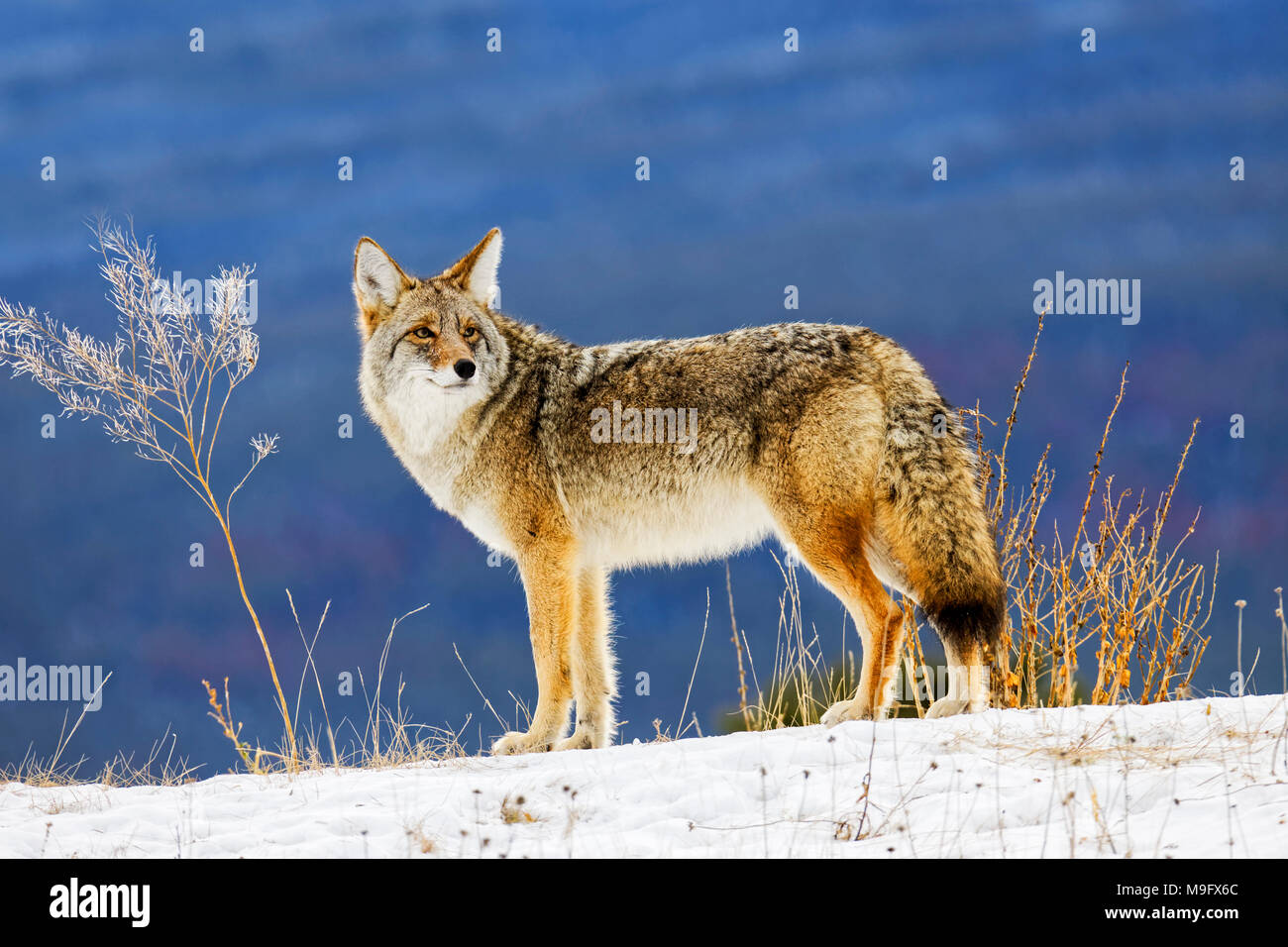 42,751.09176 Close-up of Coyote standing broadside on hill, distant ...