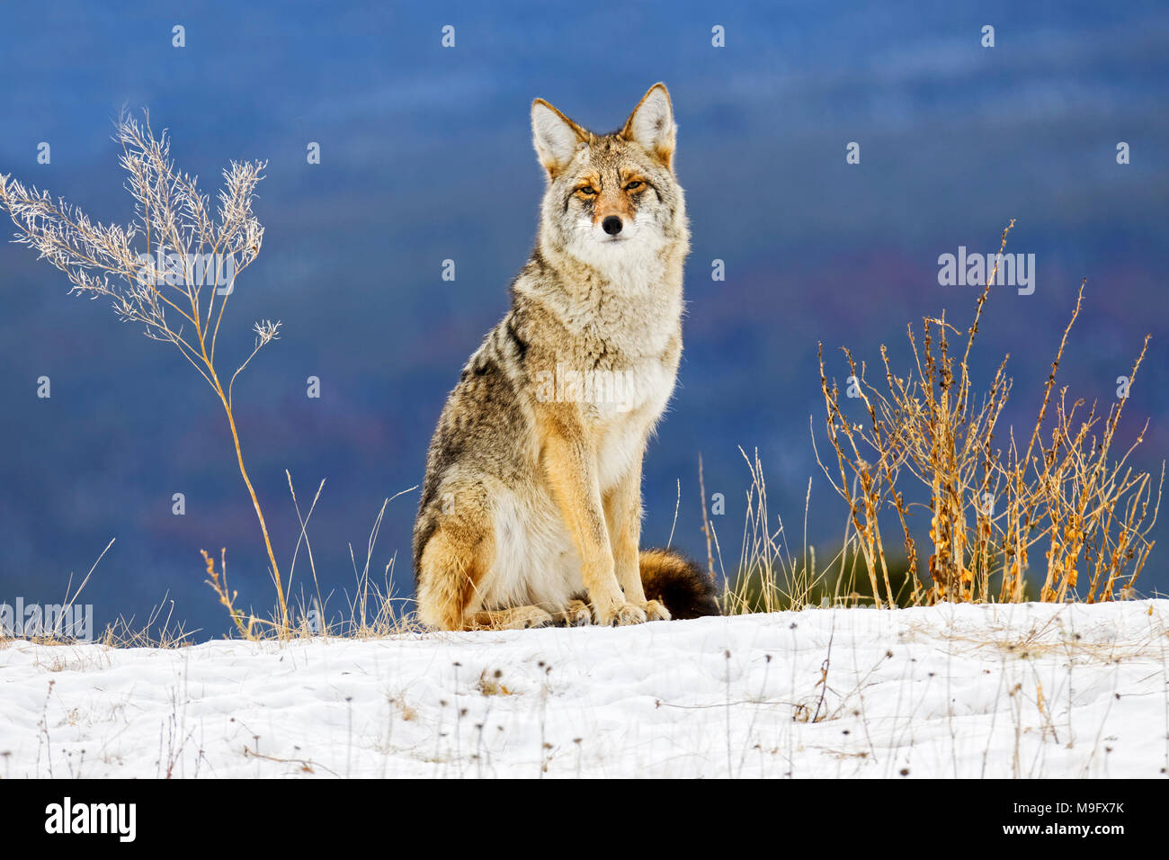 Wildlife coyote photography photo note card in beautiful winter hi-res ...