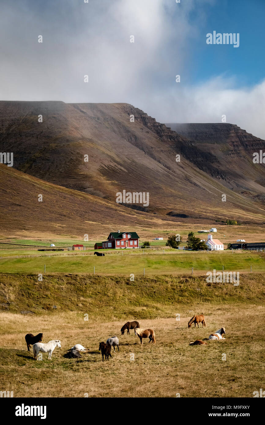 Scenic view of icelandic horses on a pasture in front of typical small ...