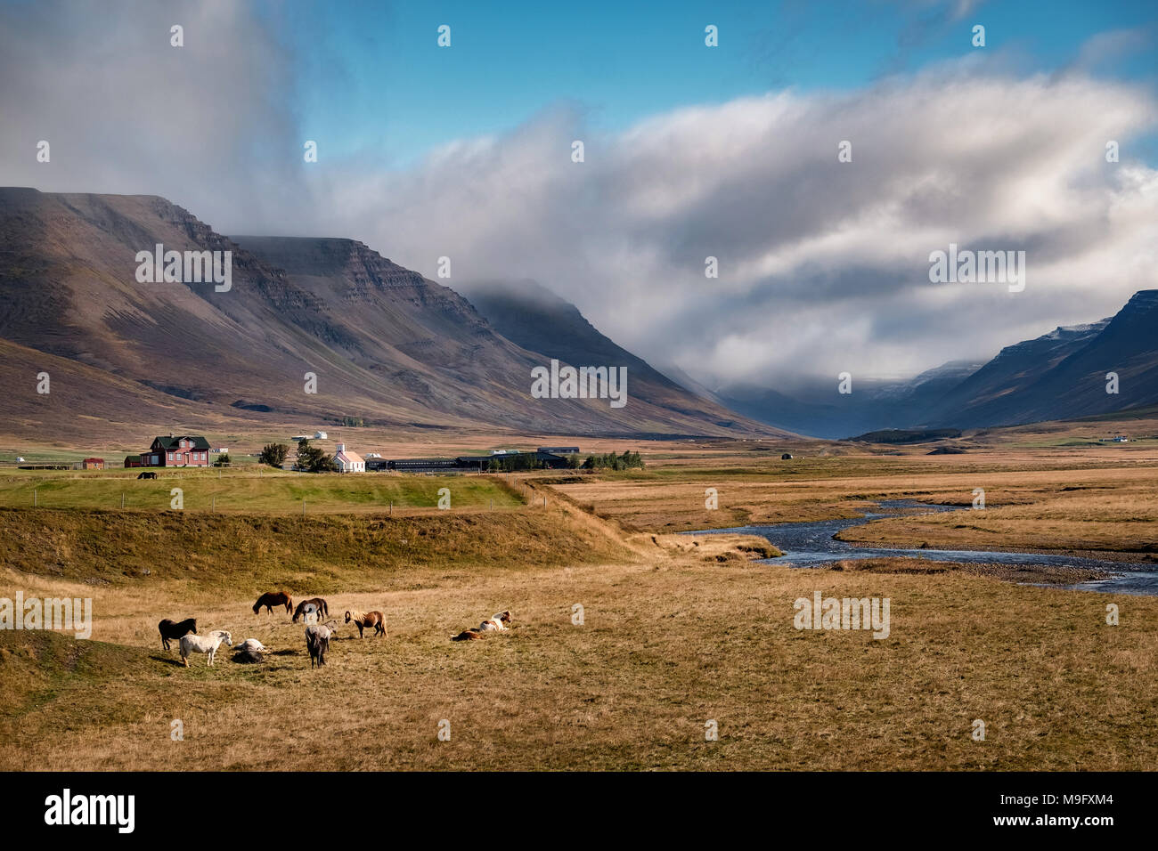 Scenic view of icelandic horses on a pasture in front of typical small ...