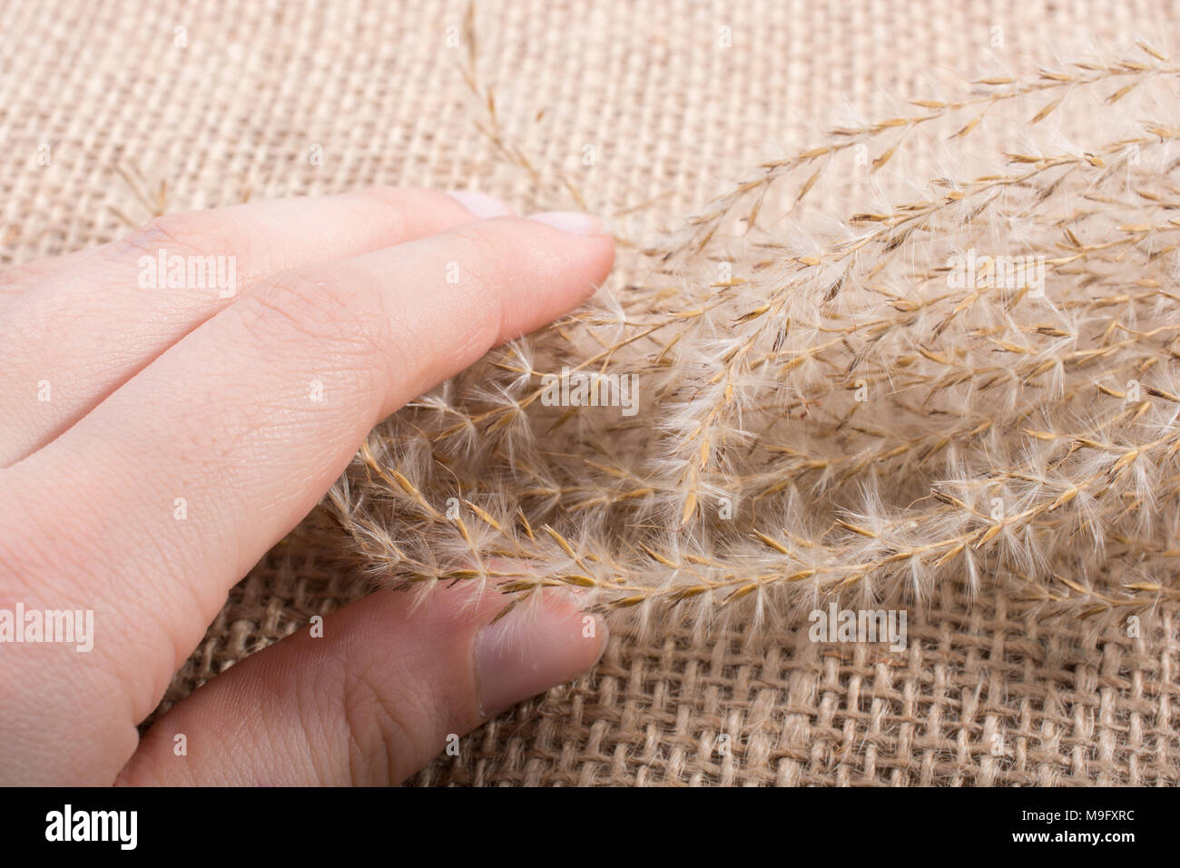 Beautiful colorful natural flowers in dry form Stock Photo - Alamy