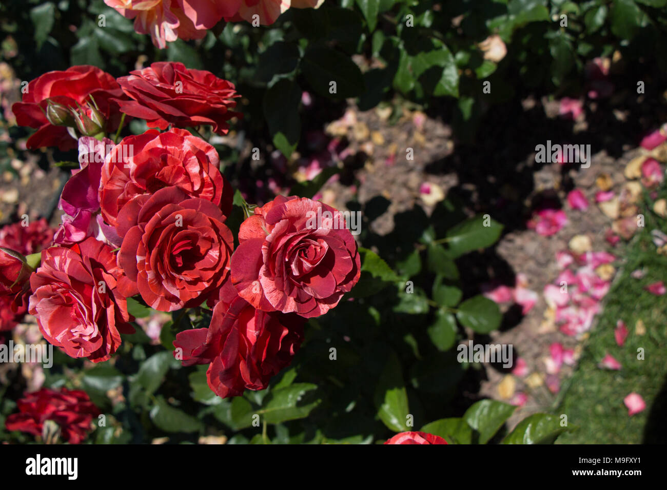 Blooming beautiful colorful roses in the garden background Stock Photo ...
