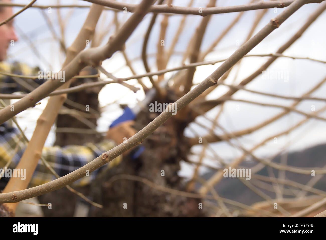 Hand holding tree branch hi-res stock photography and images - Alamy