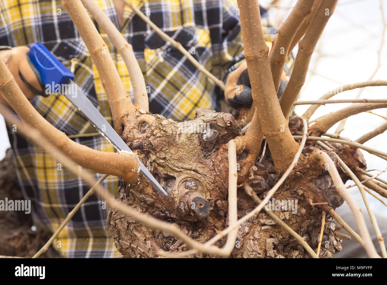 Man pruning tree hi-res stock photography and images - Alamy