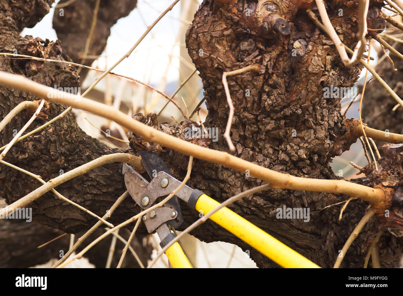 Prune shears hi-res stock photography and images - Alamy