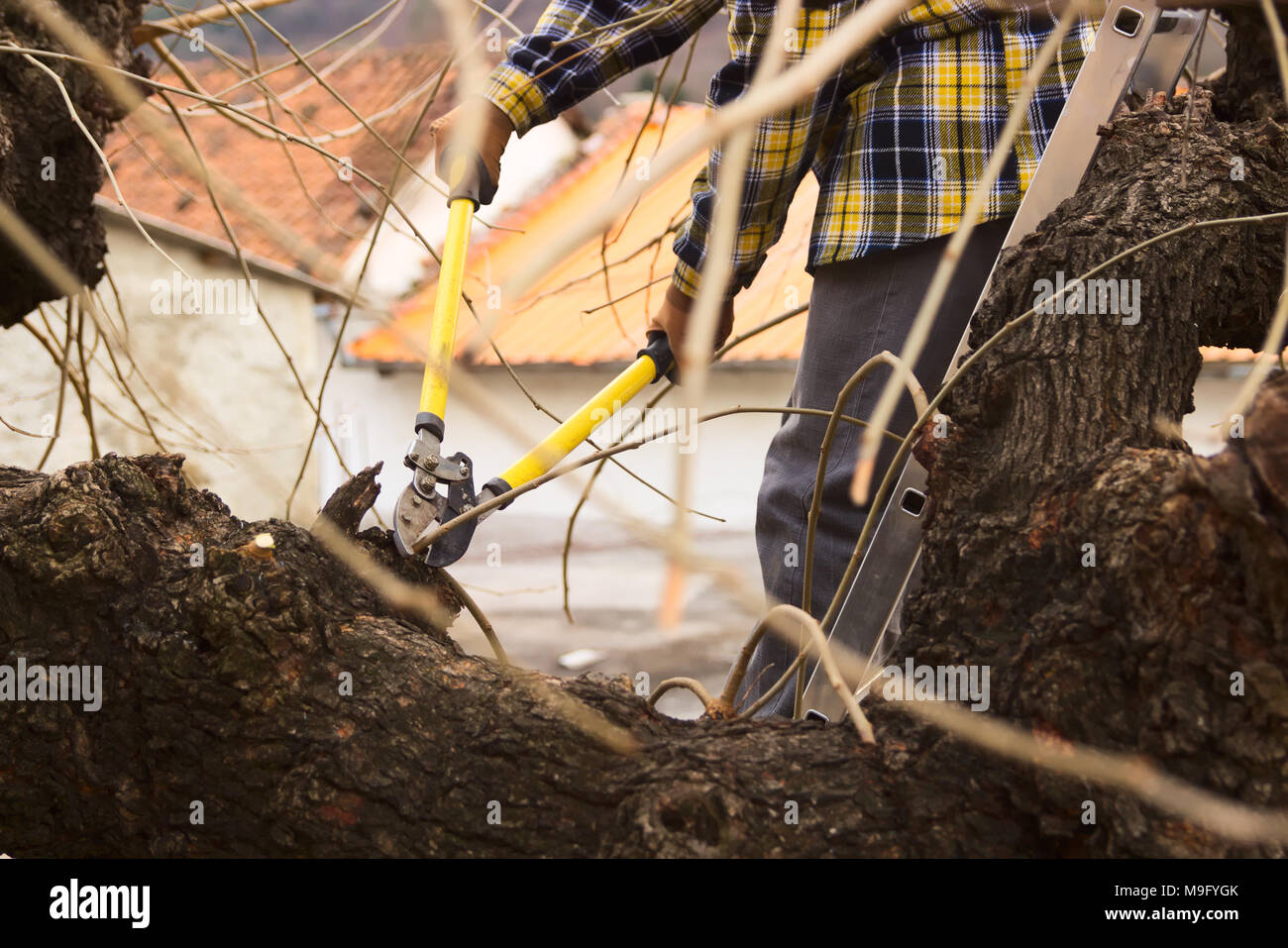 Pruning tree hi-res stock photography and images - Alamy