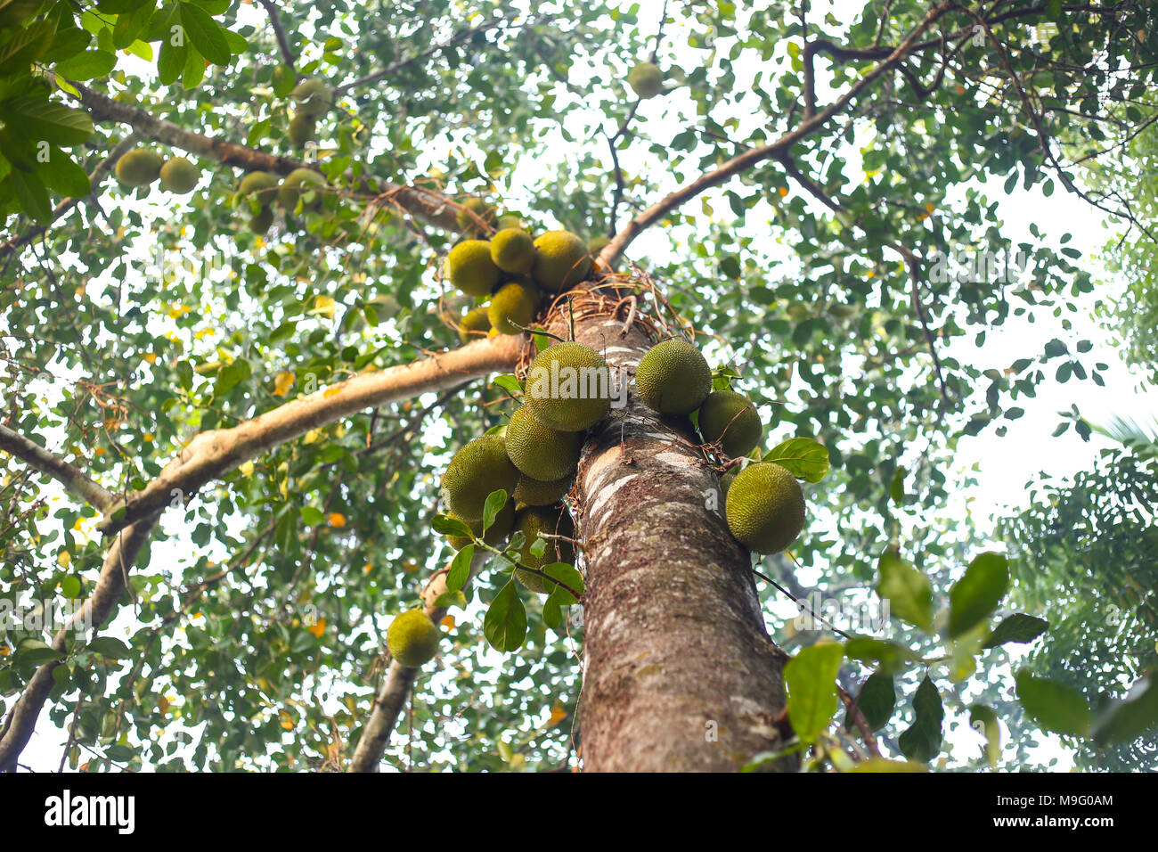 Natural beauty of kerala hi-res stock photography and images - Alamy