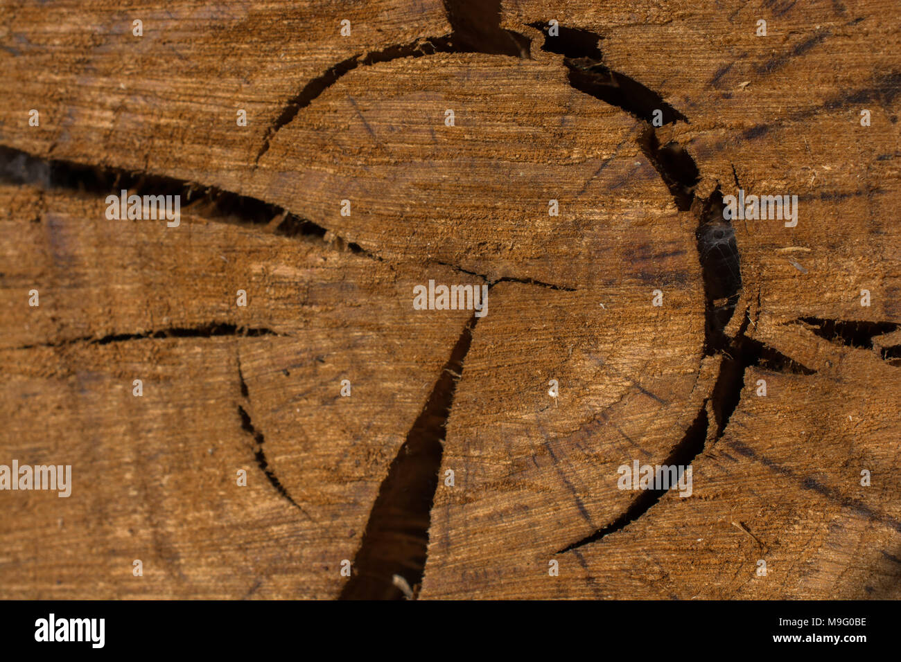 Cut tree stump surface as a background texture Stock Photo - Alamy