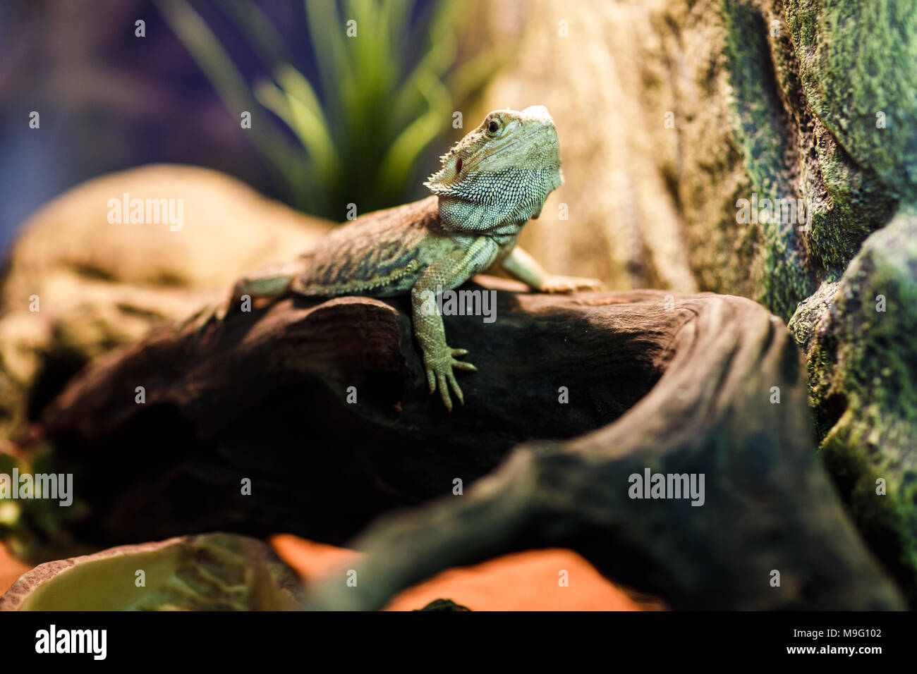Green lizard in terrarium hi-res stock photography and images - Alamy