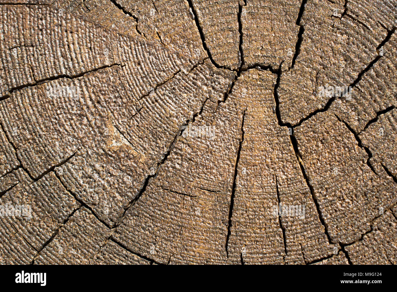 Cut tree stump surface as a background texture Stock Photo - Alamy