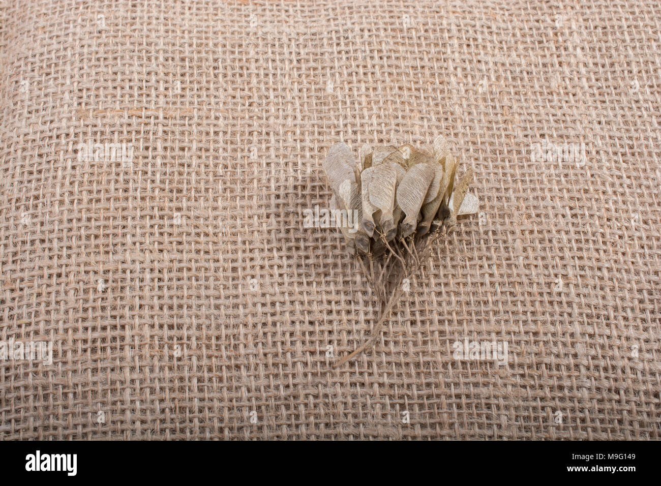 Beautiful colorful natural flowers in dry form Stock Photo - Alamy