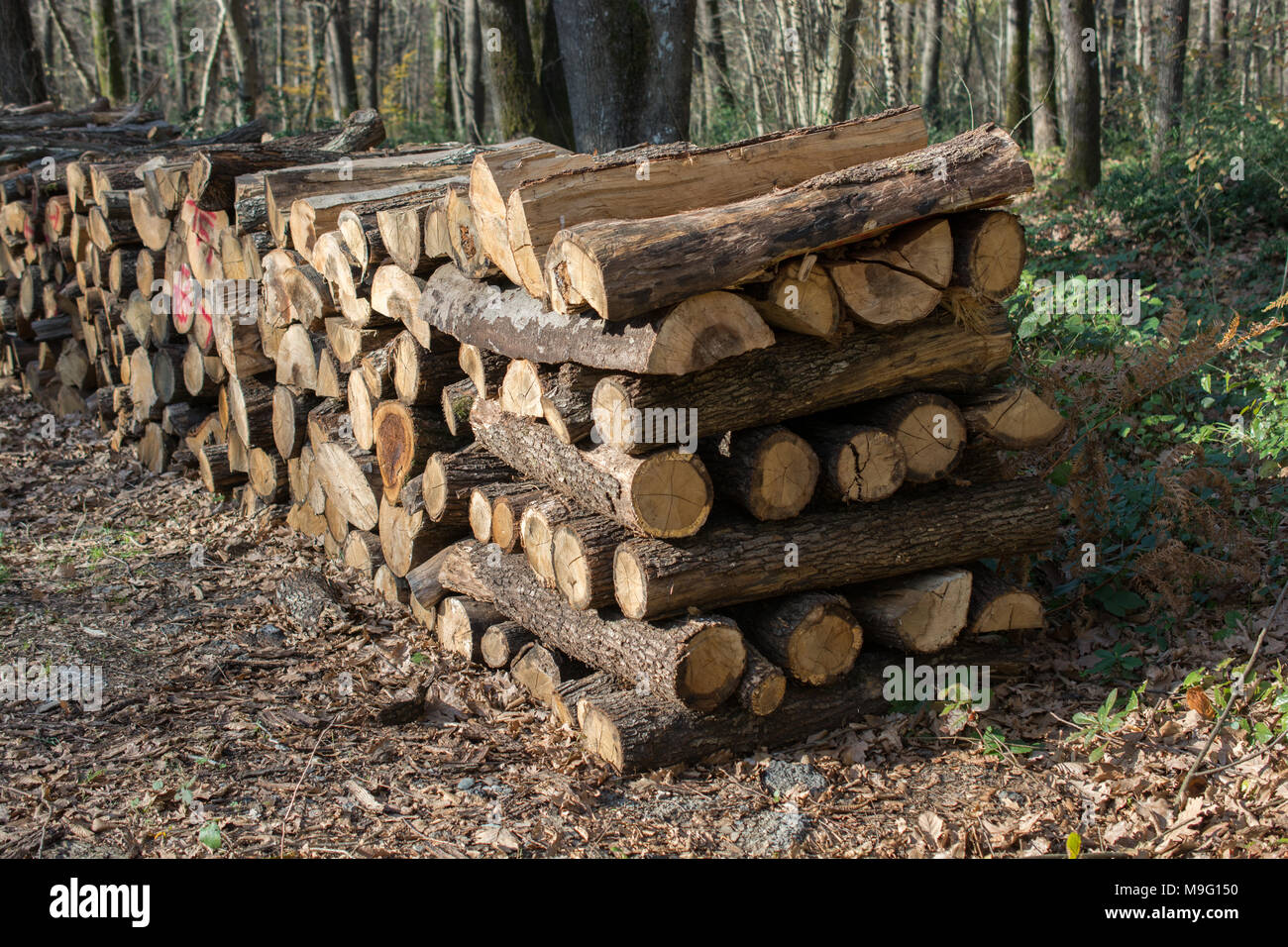 Piled spruce stumps hi-res stock photography and images - Alamy