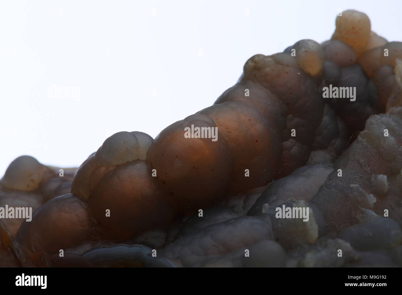 Botryoidal chalcedony hi-res stock photography and images - Alamy