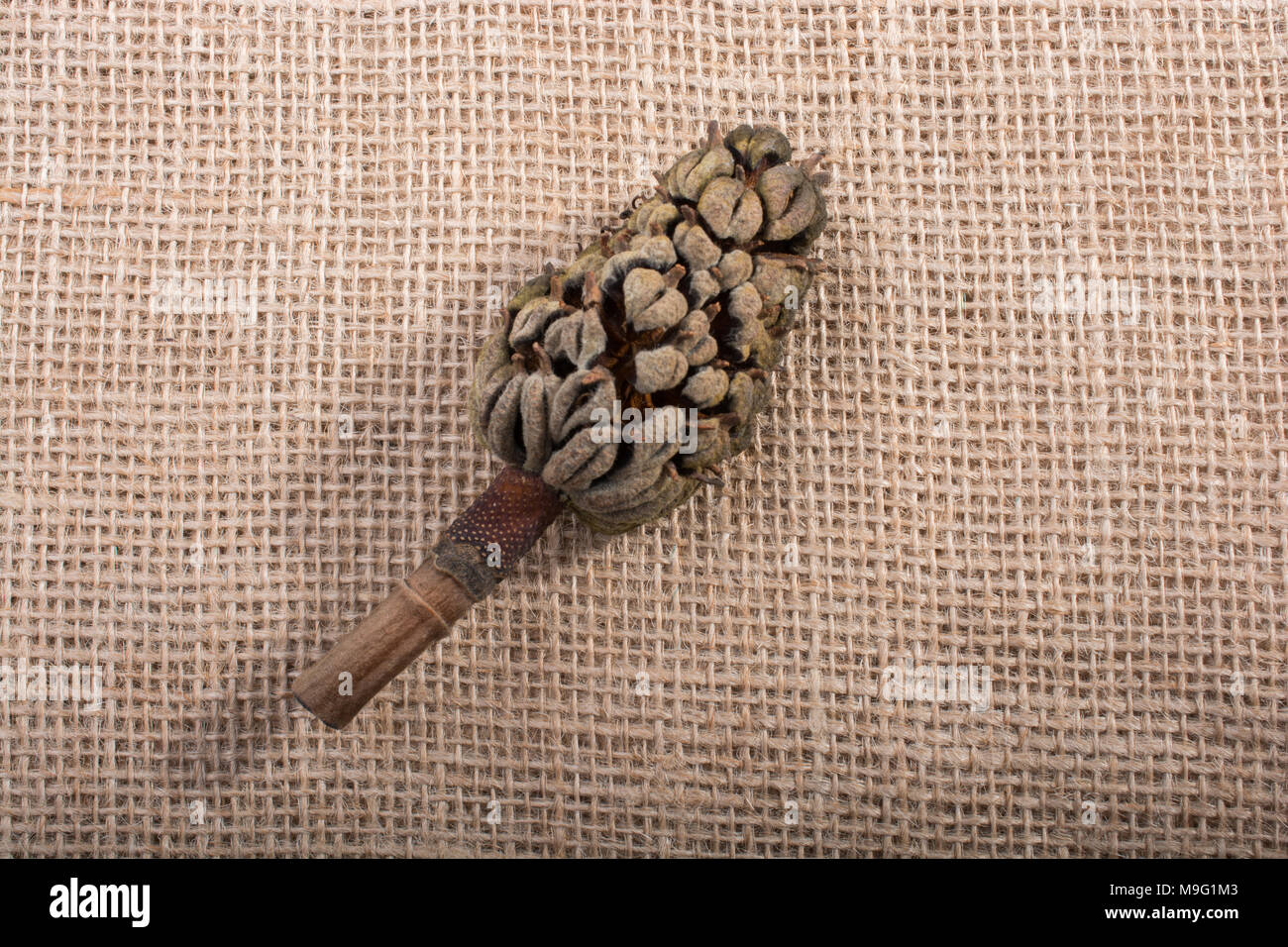 Pod, cone or capsule on a background Stock Photo - Alamy