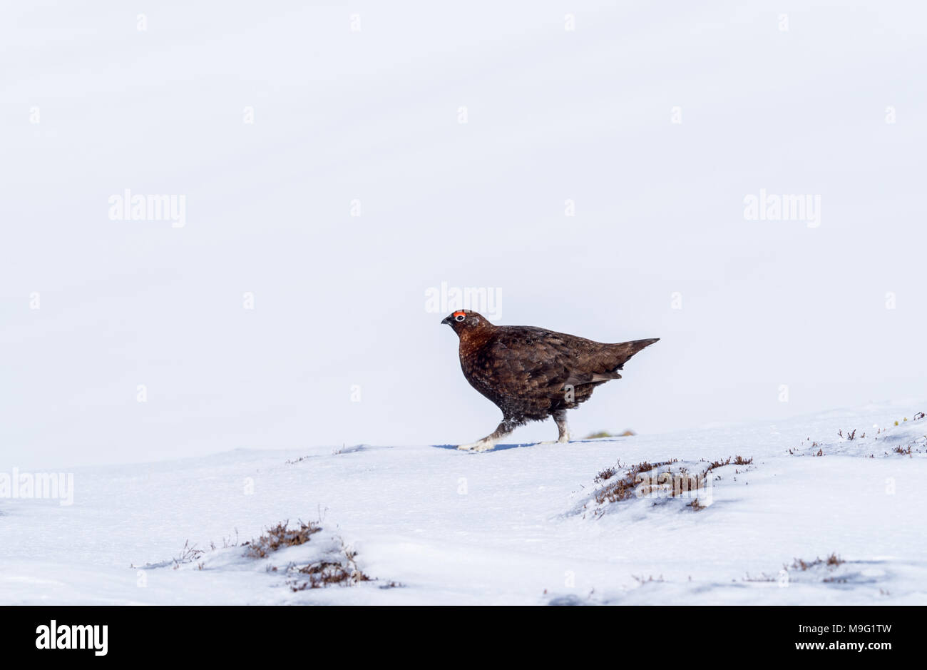 A Male Red Grouse on the spring snowfields above Glenshee in Scottish ...