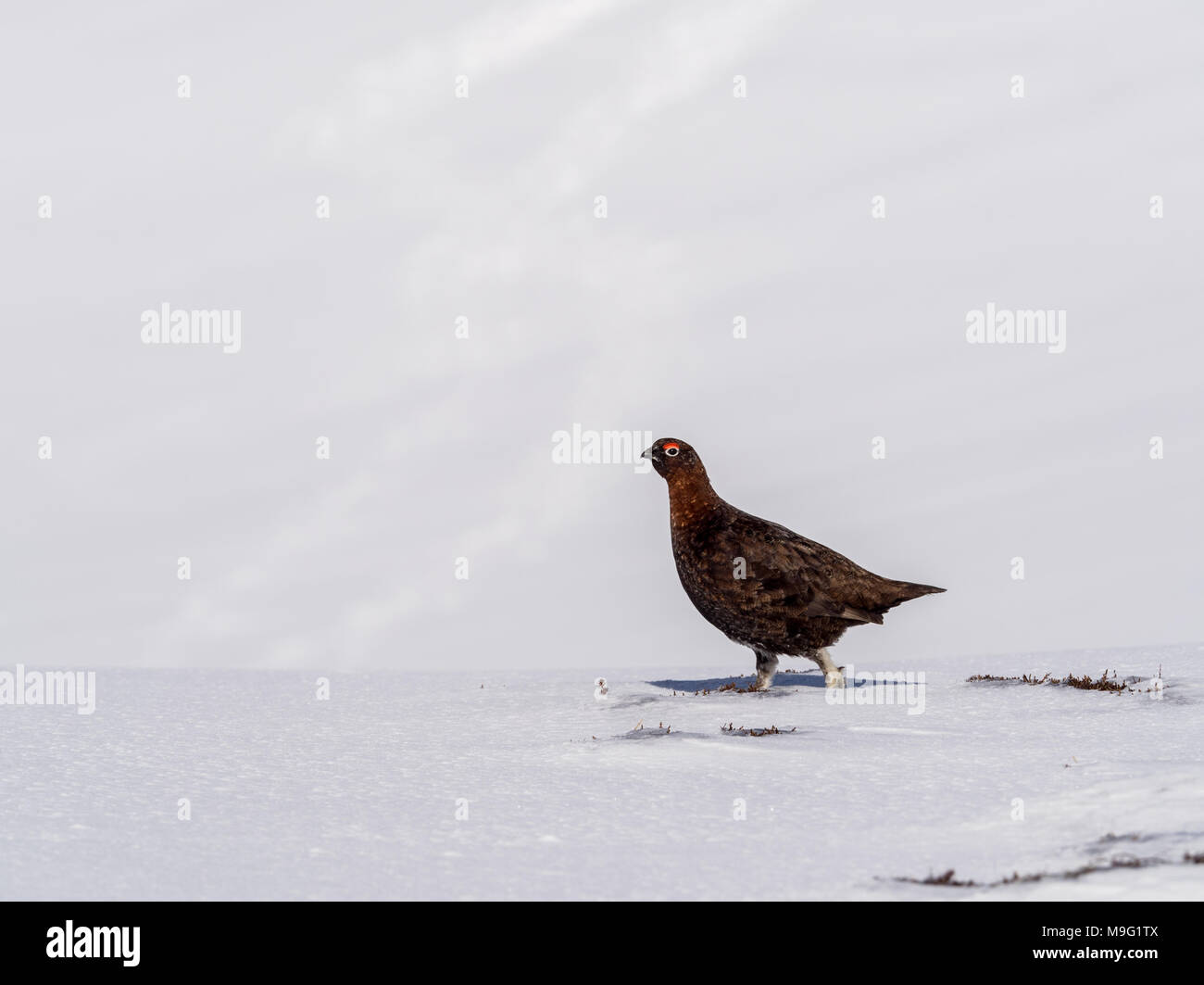 A Male Red Grouse on the spring snowfields above Glenshee in Scottish ...