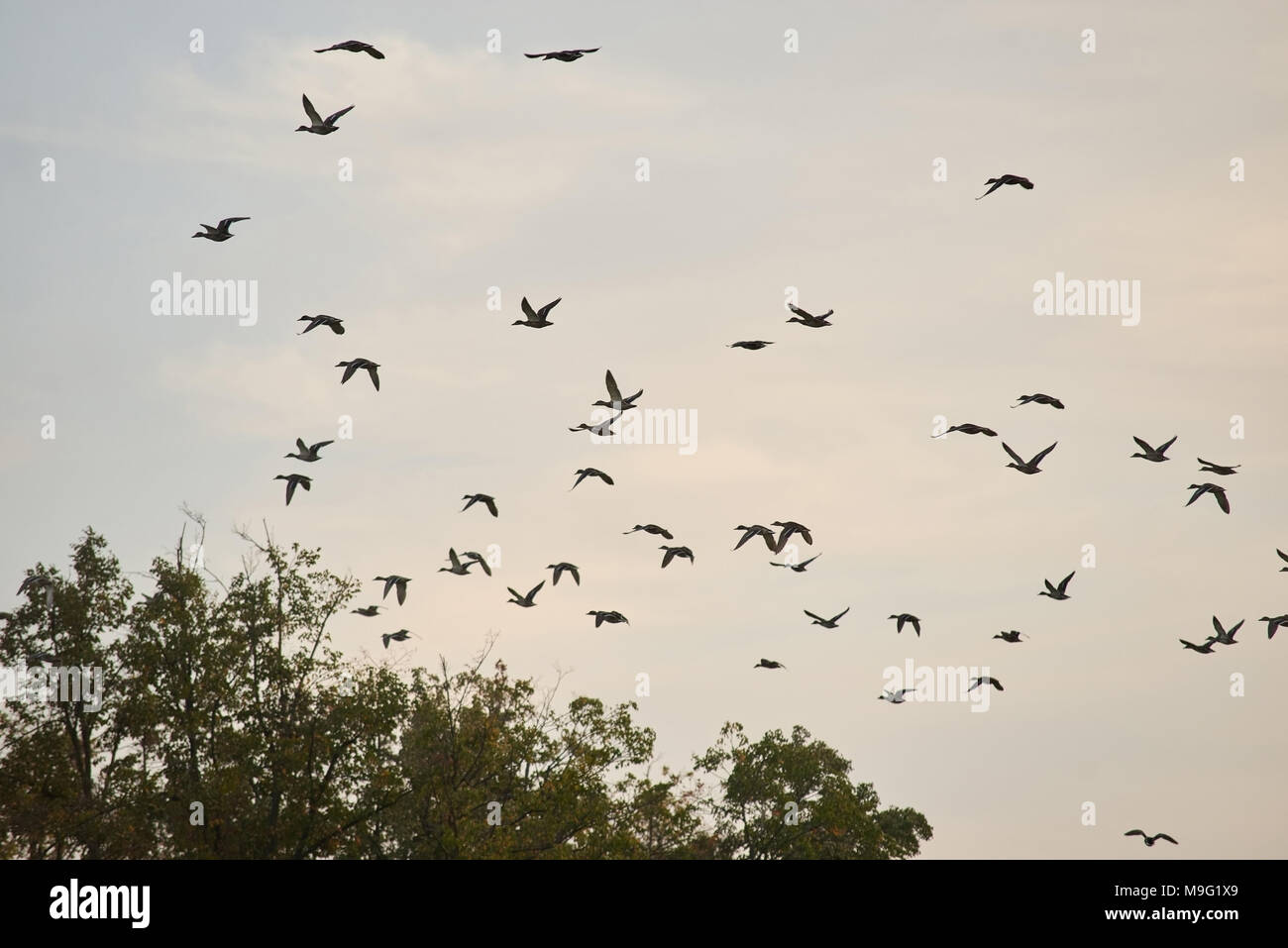 Birds flock in the evening sky. Pigeons flying above trees background ...