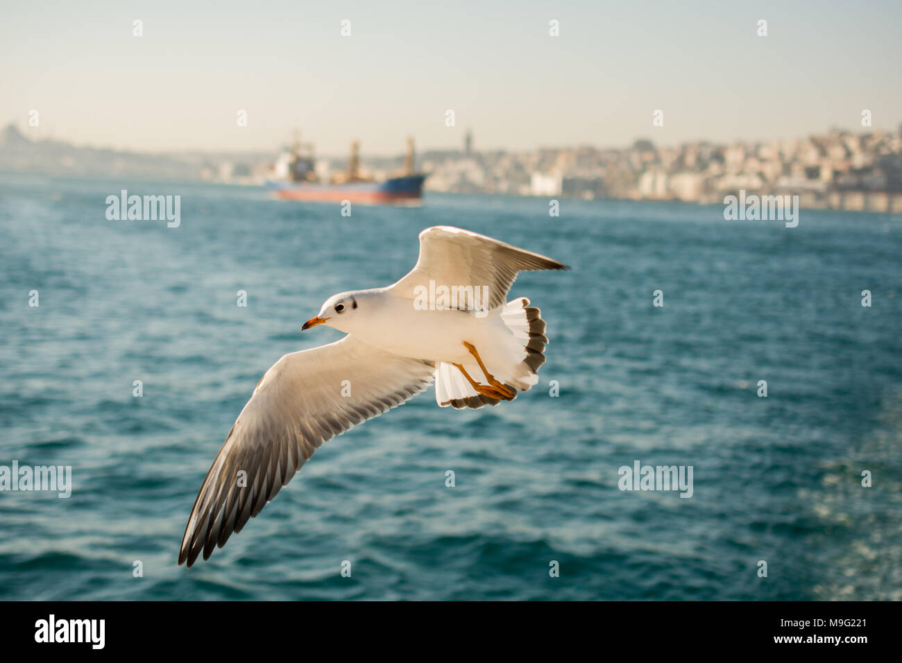 Single seagull is found on the shore of the sea Stock Photo - Alamy