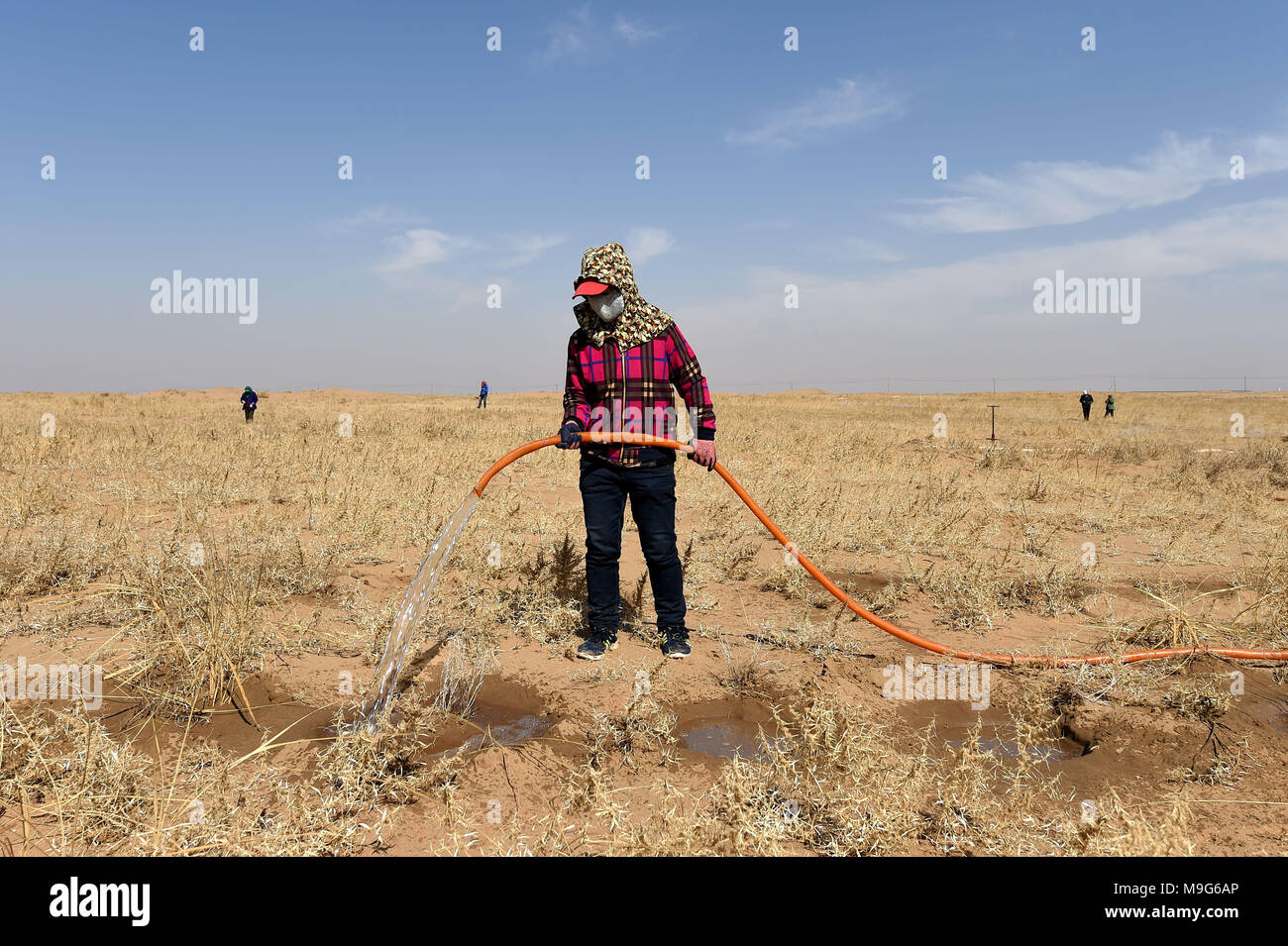 Desert planting trees hi-res stock photography and images - Alamy