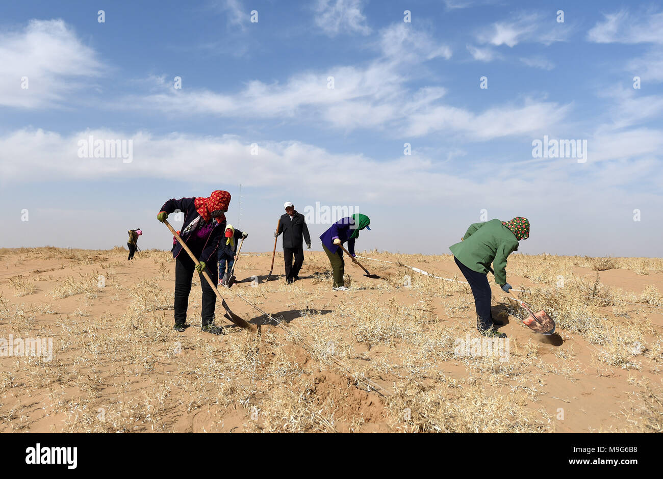 Desert planting trees hi-res stock photography and images - Alamy