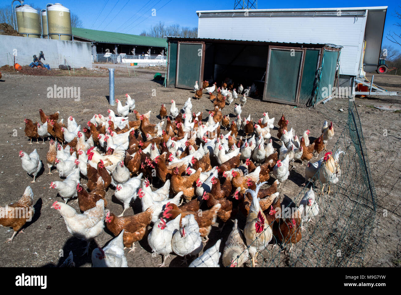 19 March 2018, Germany, Medewege: Organic chickens standing in front of ...