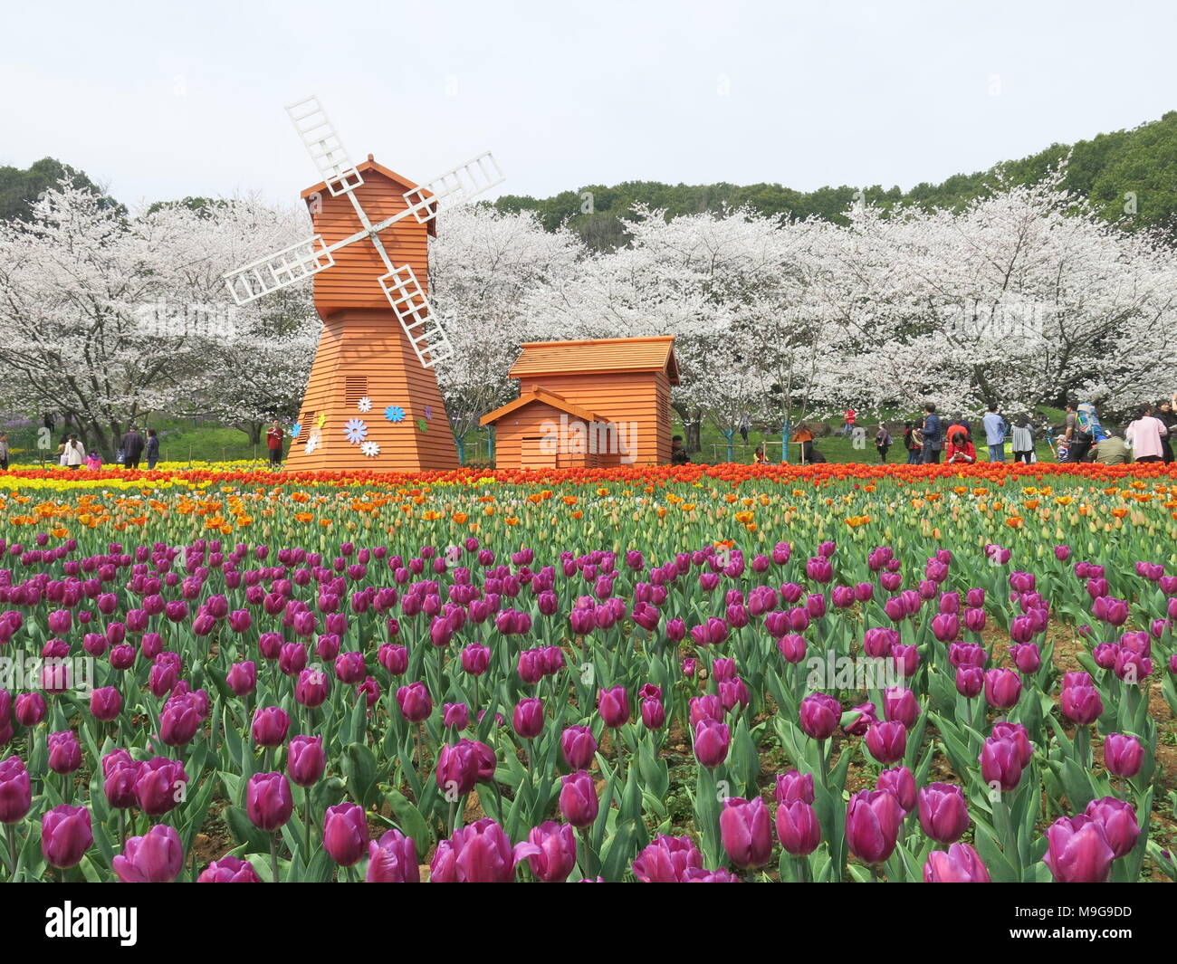 Suzhou, Suzhou, China. 24th Mar, 2018. Suzhou, CHINA-24th March 2018: Tulips and cherry flowers ...