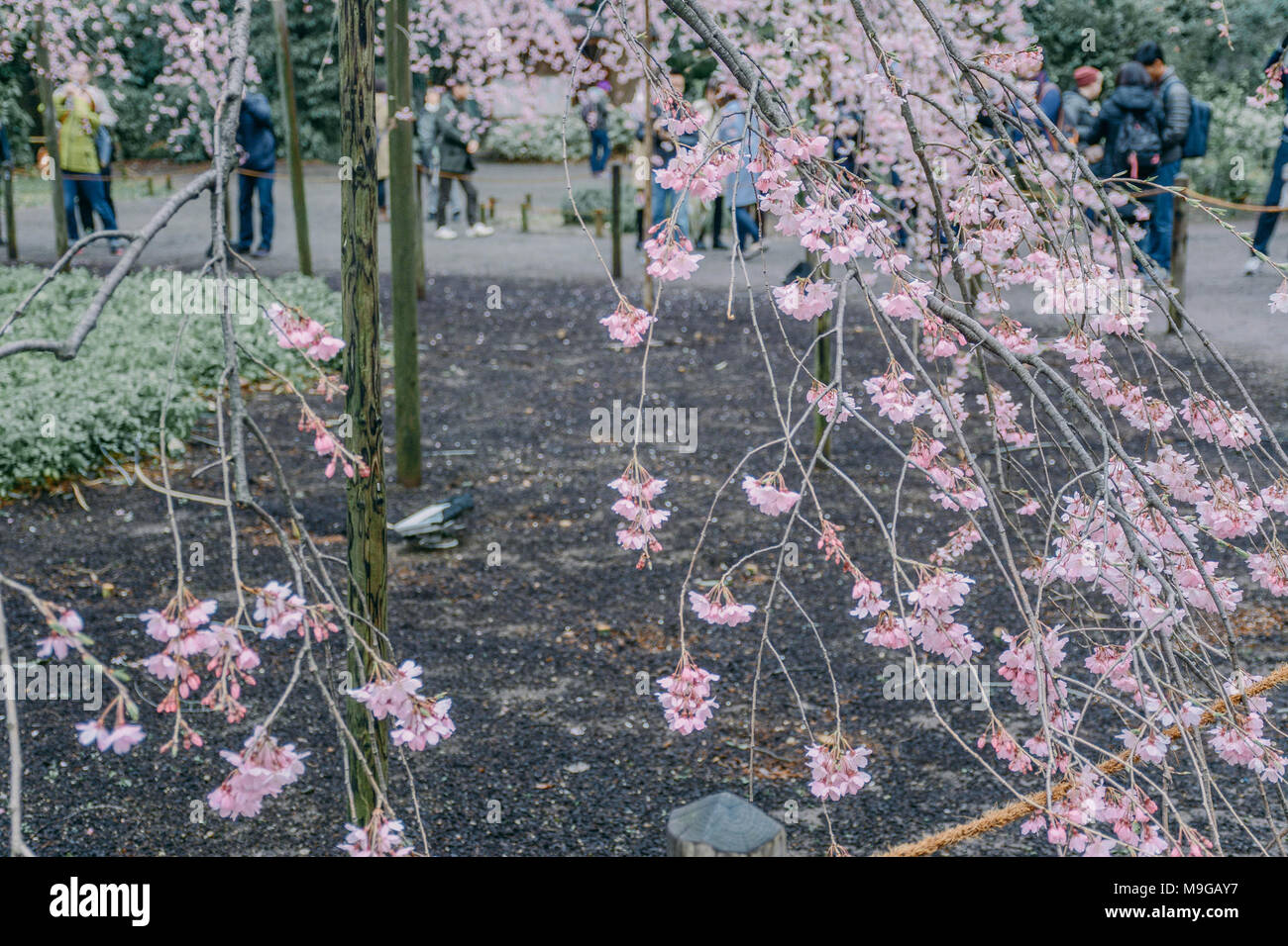 Tokugawa shogun hi-res stock photography and images - Alamy