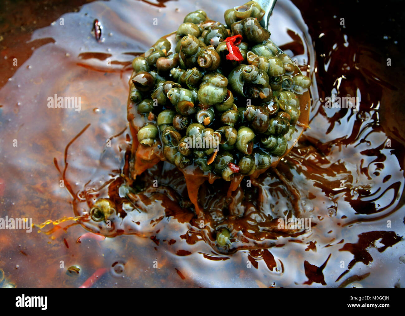 Melanioides hi-res stock photography and images - Alamy