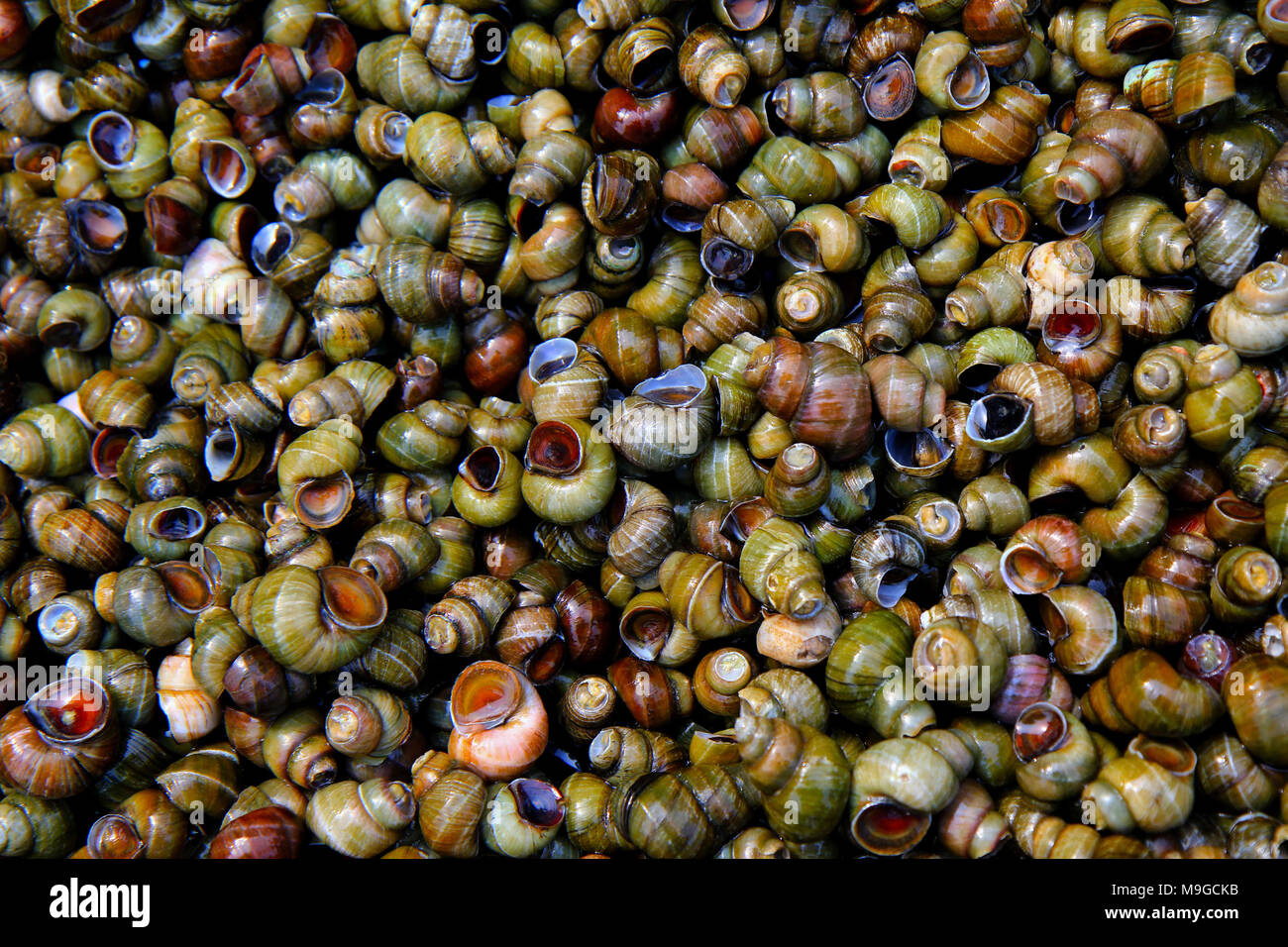 Melanioides High Resolution Stock Photography and Images - Alamy