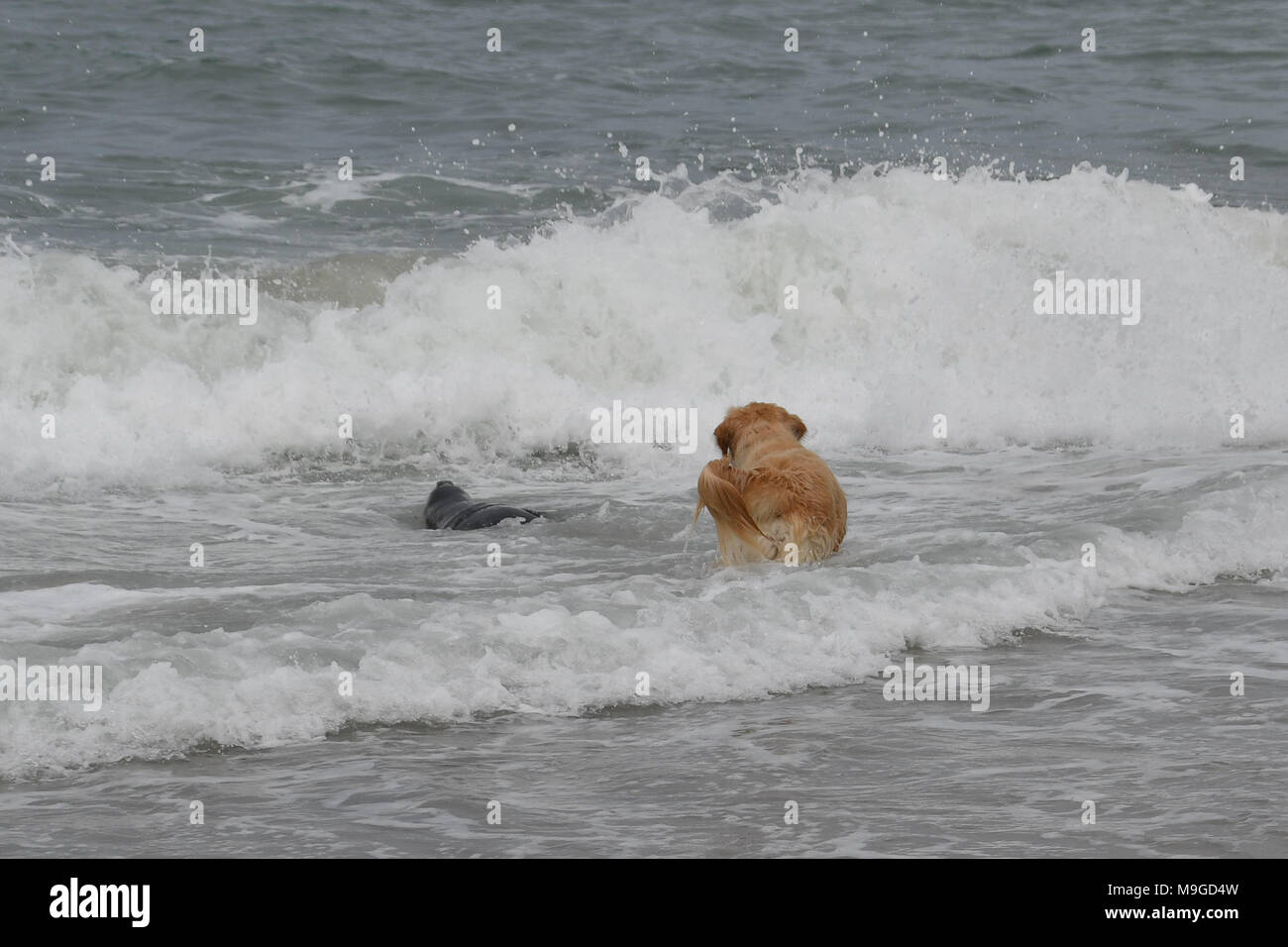 Owner dog go around hi-res stock photography and images - Alamy