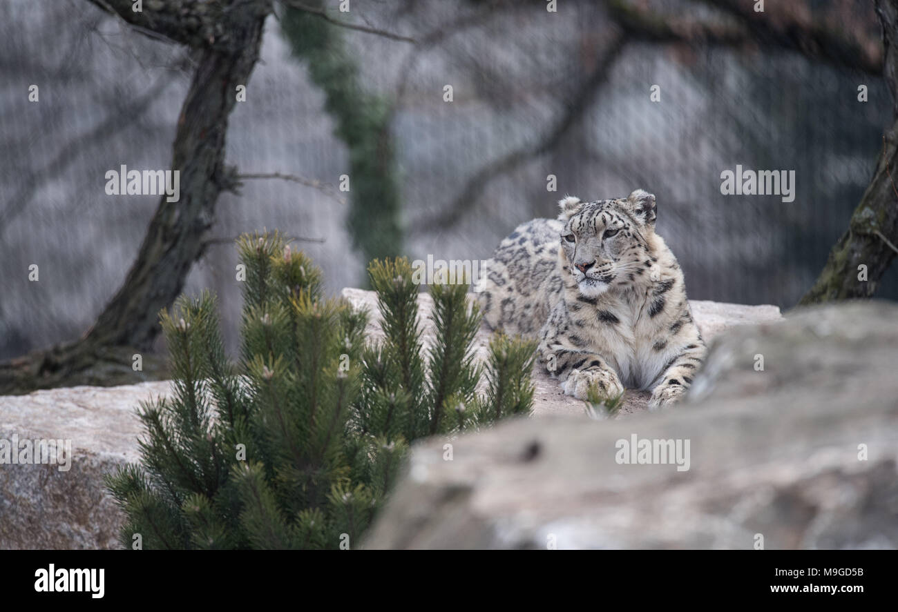 Stuttgart Germany 26th Mar 2018 Snow Leopard Kailash Lying Down