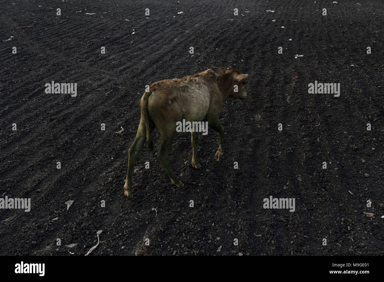 Bantala hi-res stock photography and images - Alamy