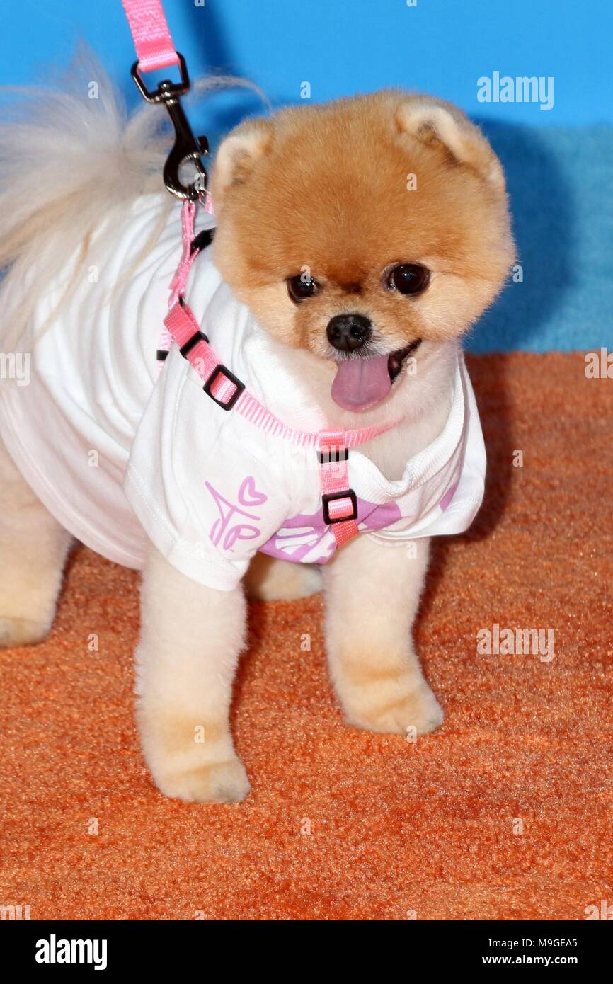 Inglewood, CA. 24th Mar, 2018. Jiffpom at arrivals for Nickelodeon's ...