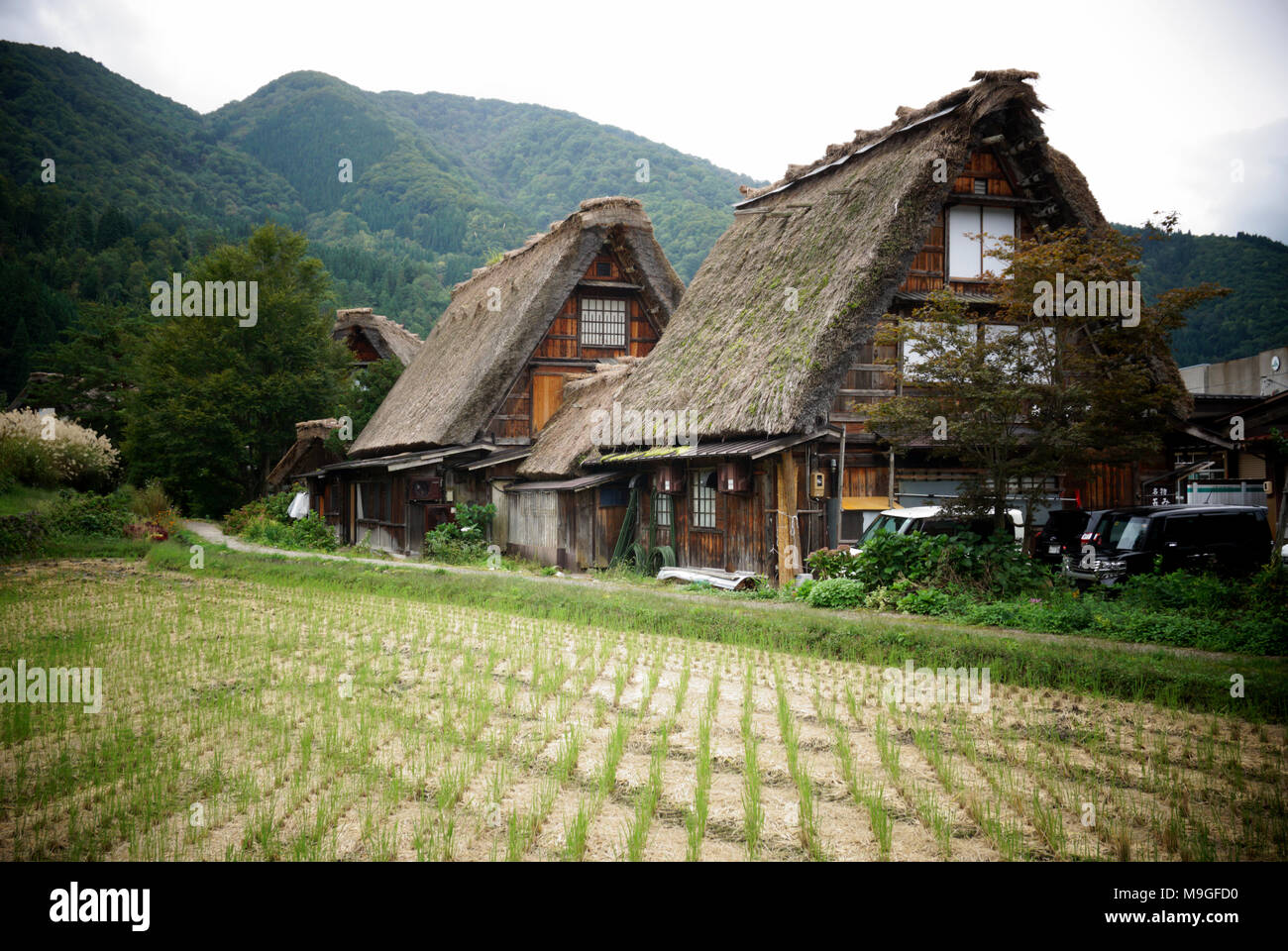 Vernacular wooden farmhouses with thatched roofs in the historic ...