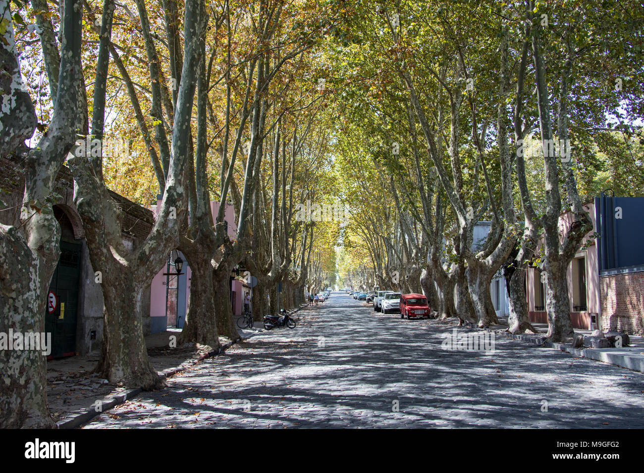 Tree lined road in Colonia, Uruguay Stock Photo - Alamy