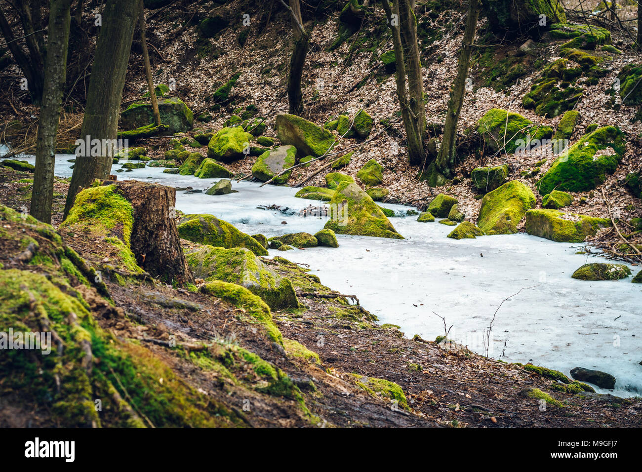 Frozen stream in a deep forest. Big old trees grow around. Large stones ...