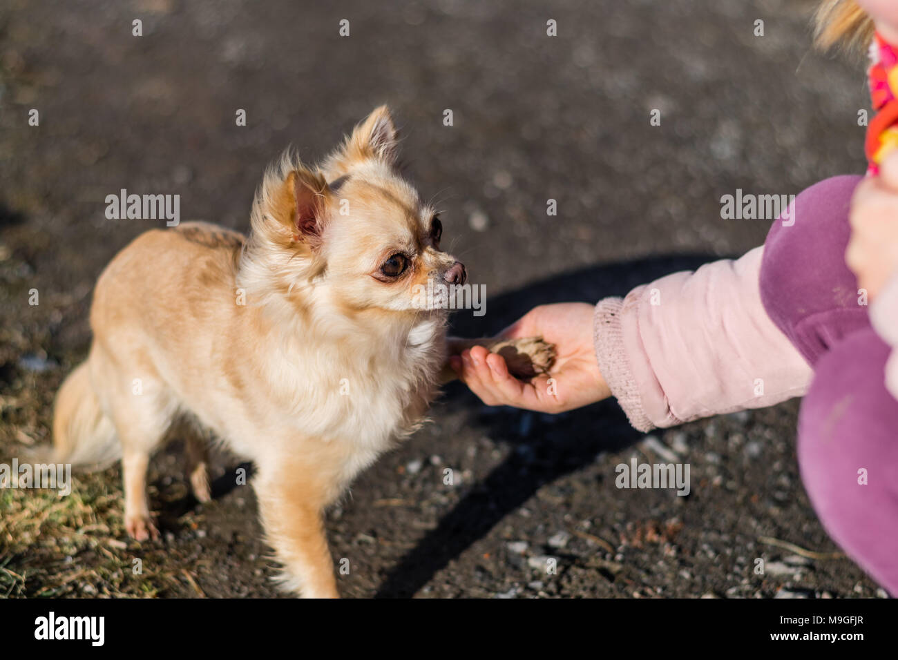 Why Do Small Breed Dogs Shake