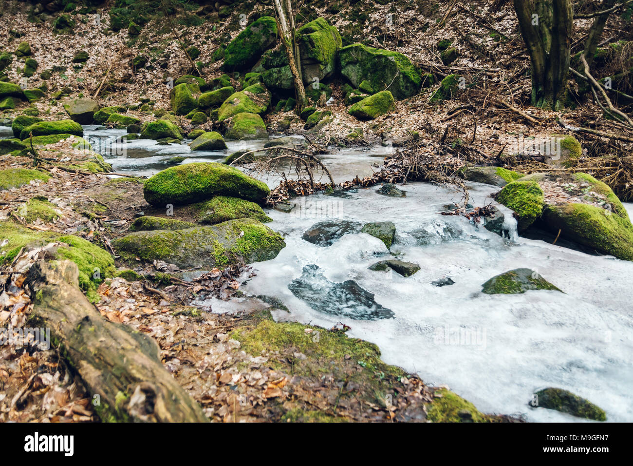 Frozen stream in a deep forest. Big old trees grow around. Large stones ...