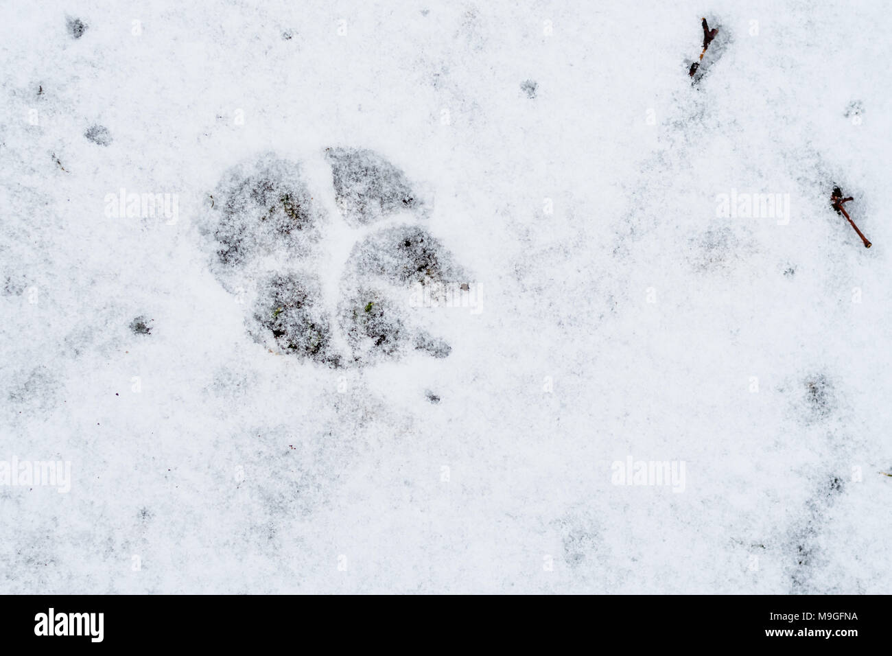 Footprint of a dog in the snow. Wintertime, big footprint Stock Photo ...