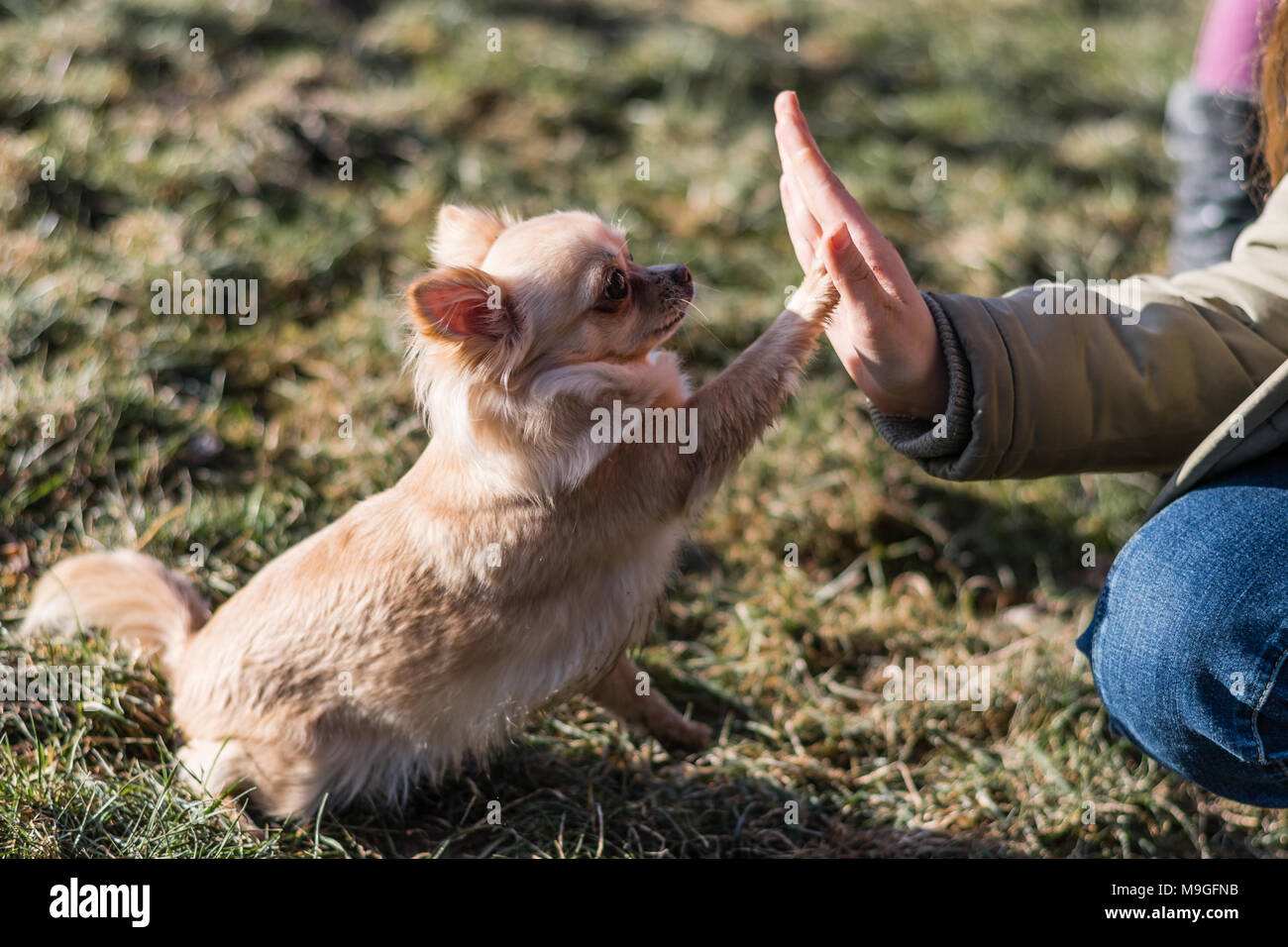Young gril playing with her dog outside on a field. Dog is very happy ...