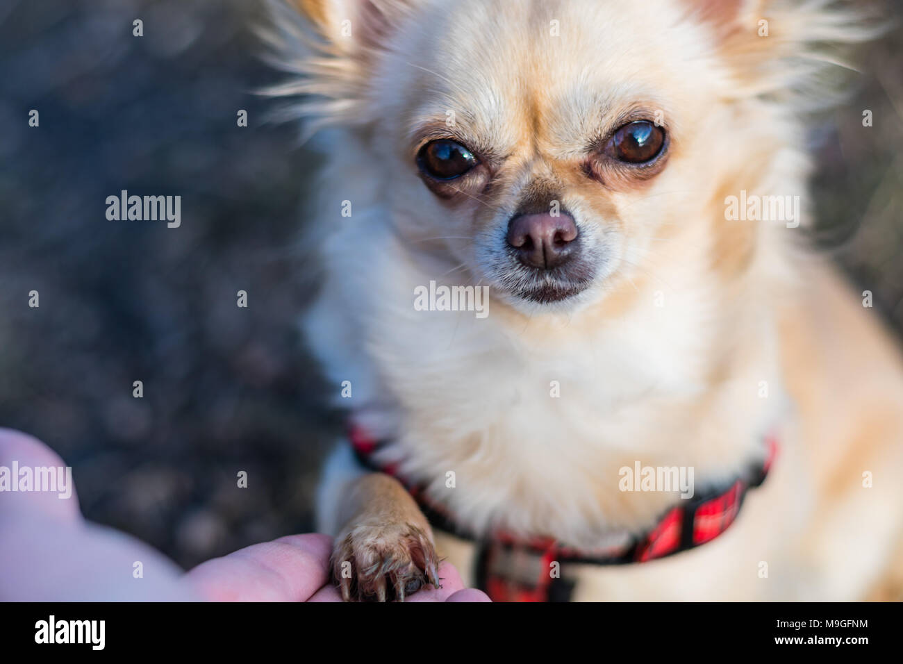 Why Do Small Breed Dogs Shake